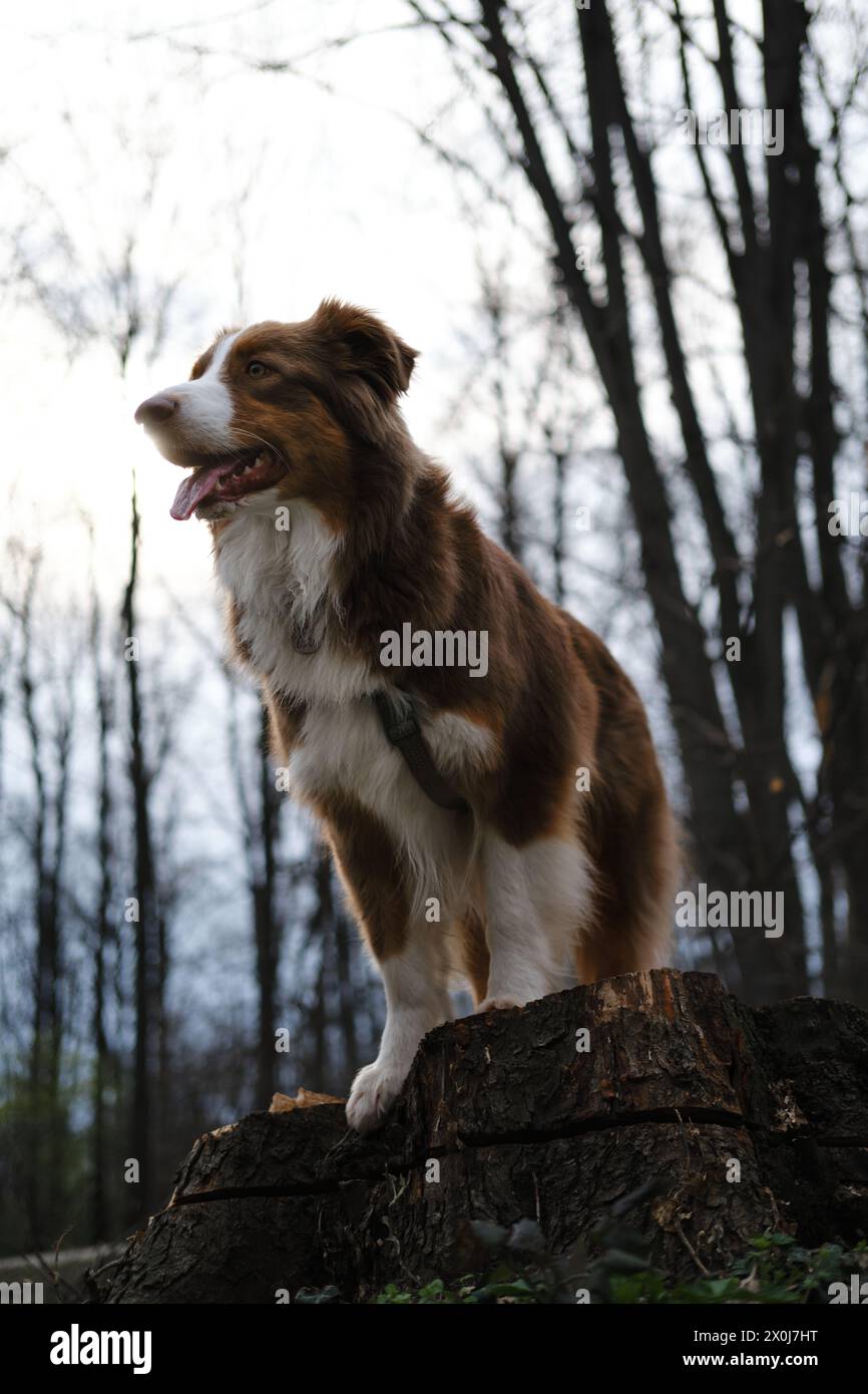 A happy fluffy brown dog walks in the spring forest and poses standing ...