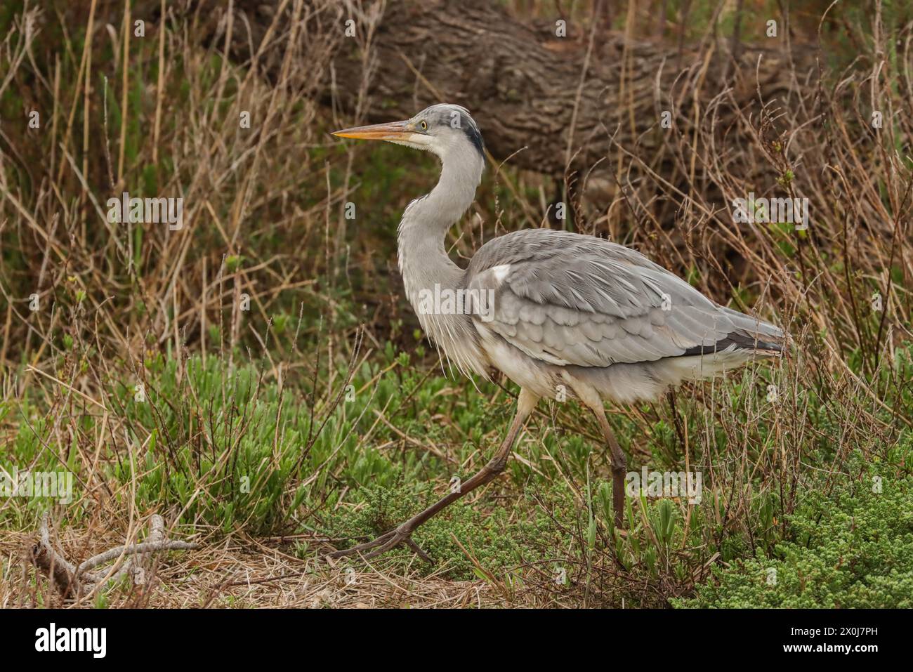 Grey heron walking in a nature reserve in Camargue, Rhône delta ...
