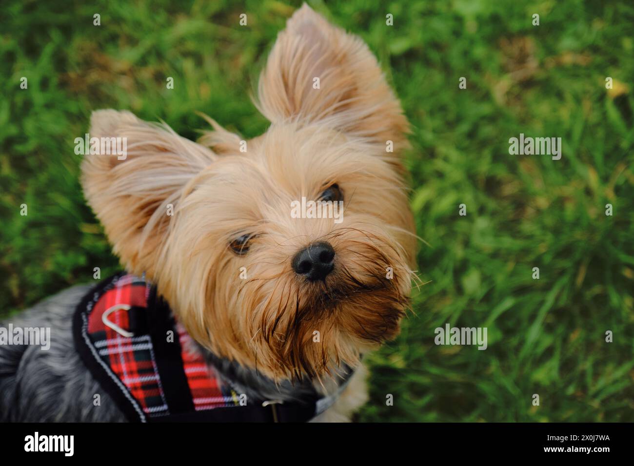 A charming fluffy Yorkshire terrier stands in a green clearing in a red ...
