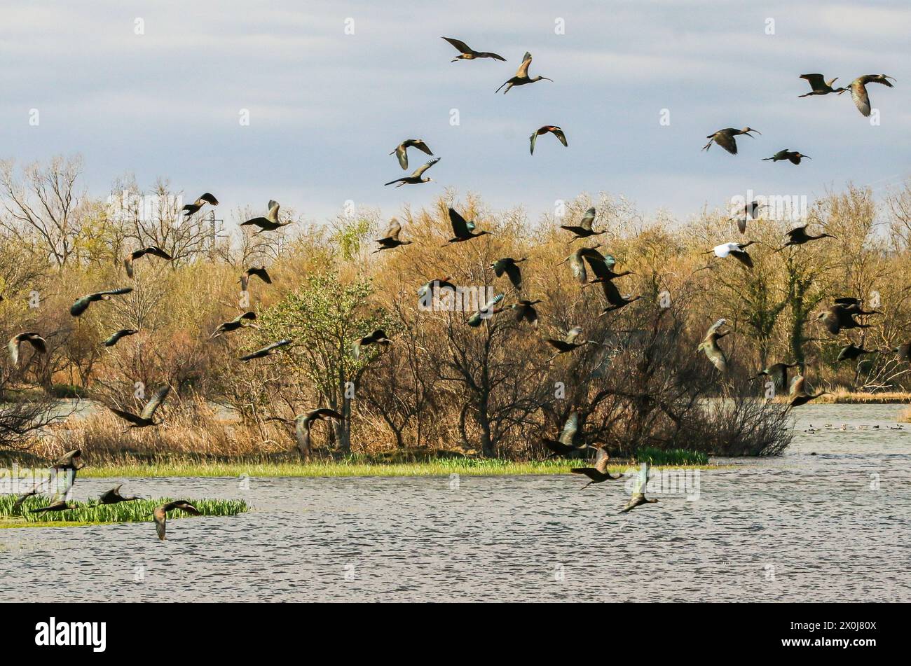 A flock of glossy ibis flying over the swamp, Aiguamolls de l'Emporda ...
