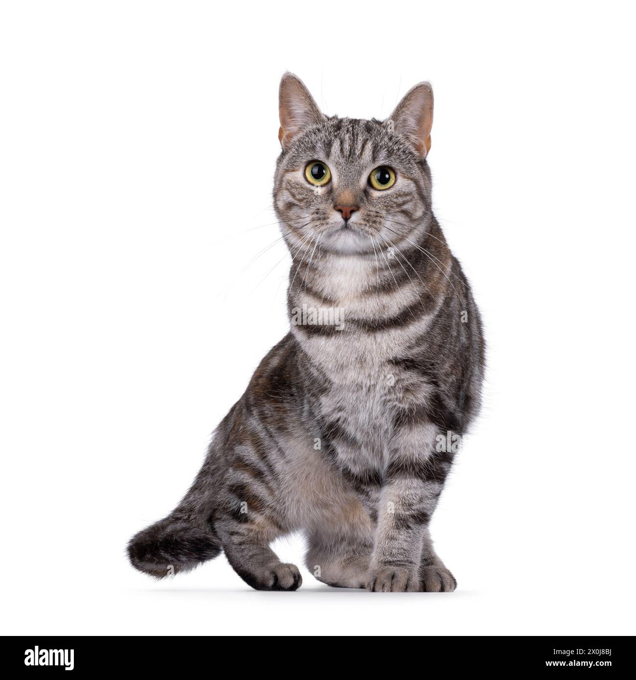 Expressive adult tortie European Shorthair cat, lwalking or standing ...