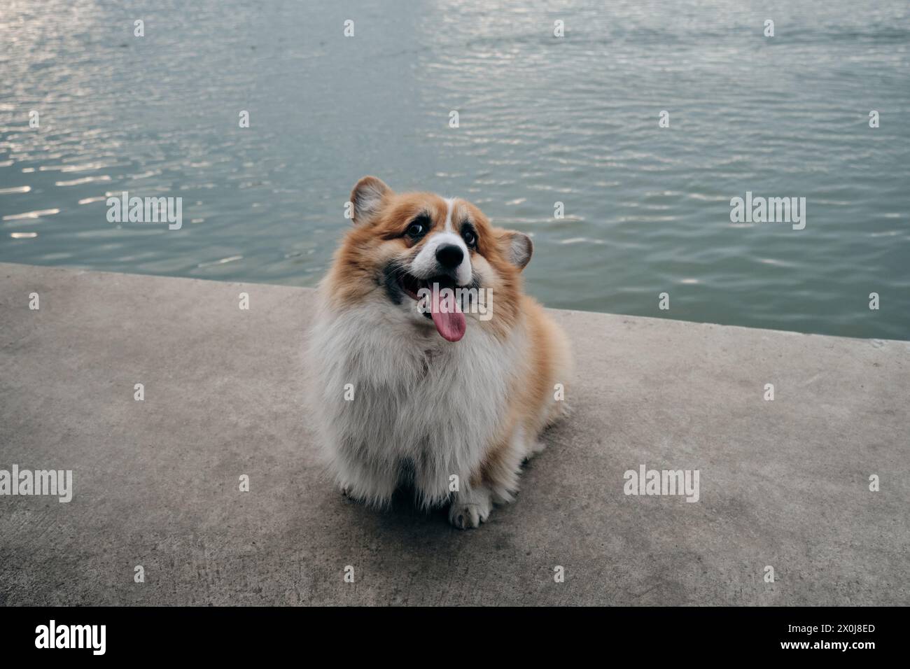 Charming red fluffy Welsh corgi Pembroke is like a fox. A purebred dog ...
