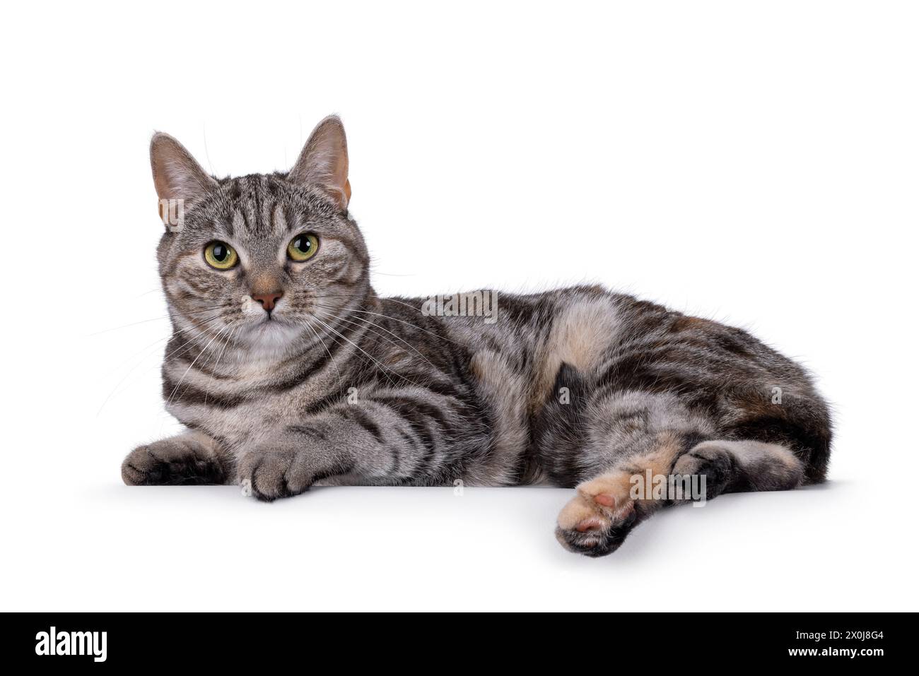 Expressive adult tortie European Shorthair cat, laying down side way ...