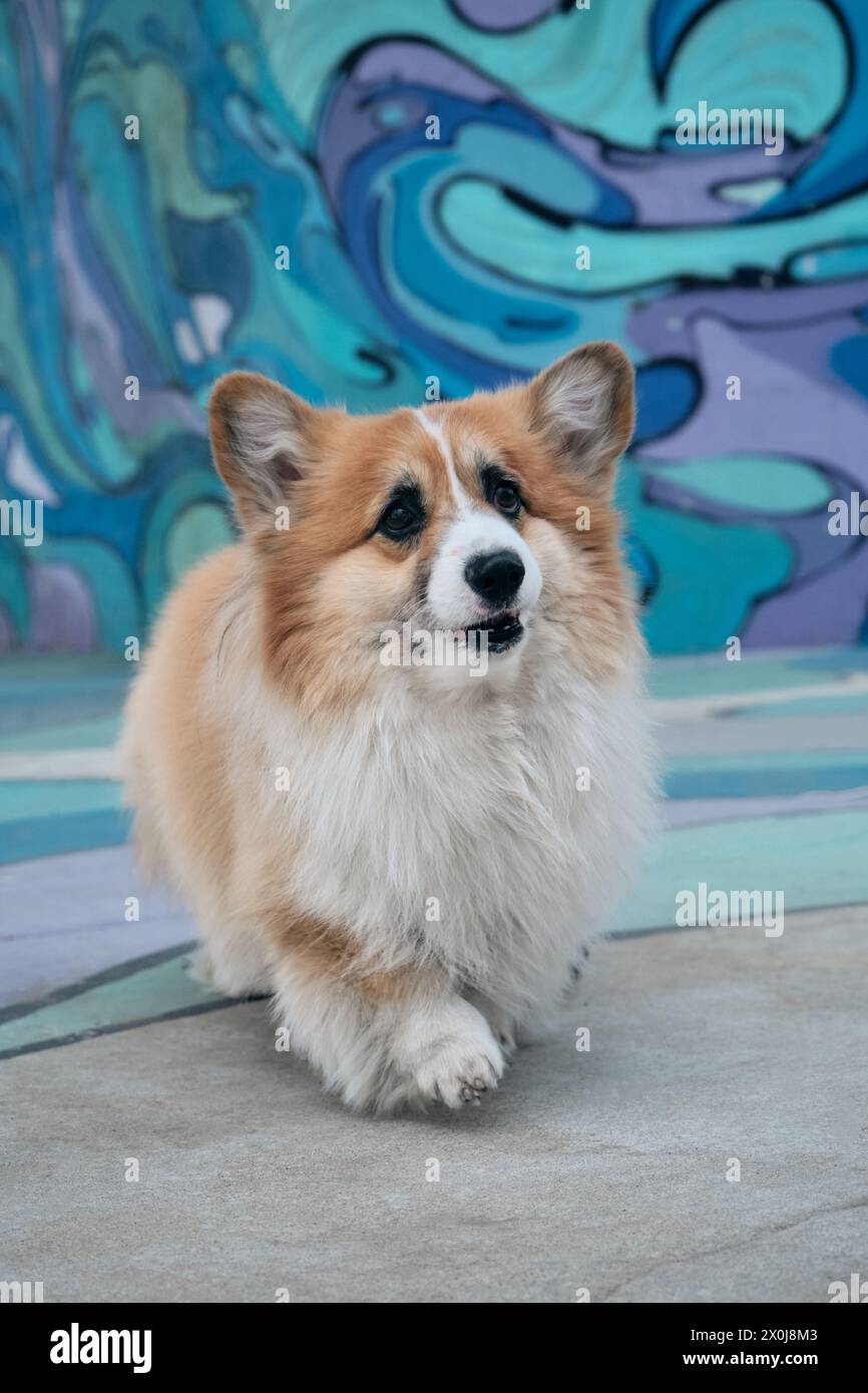 Charming red fluffy Welsh corgi Pembroke is like a fox. A purebred ...