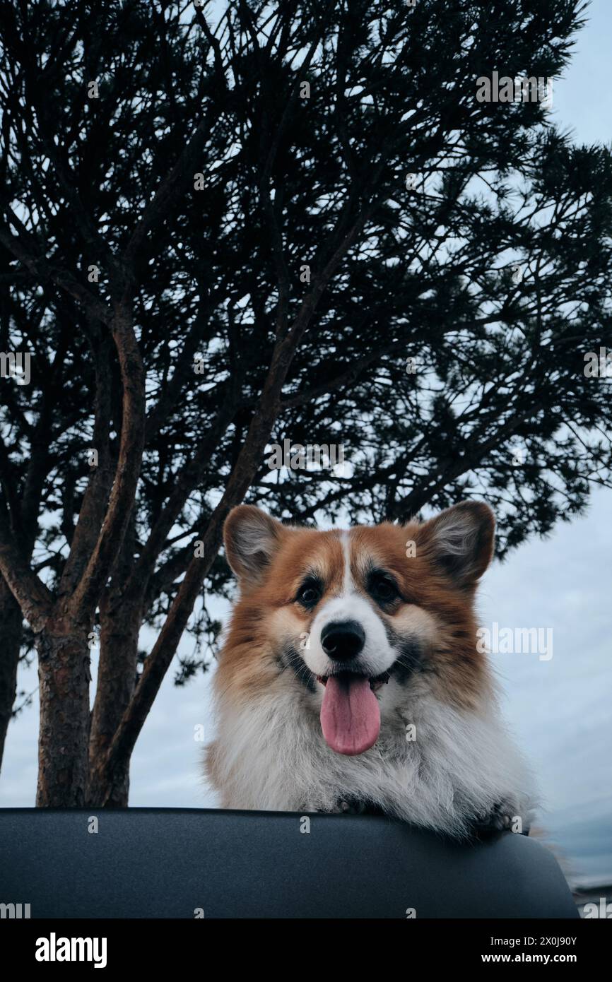 Charming red fluffy Welsh corgi Pembroke is like a fox. A purebred ...