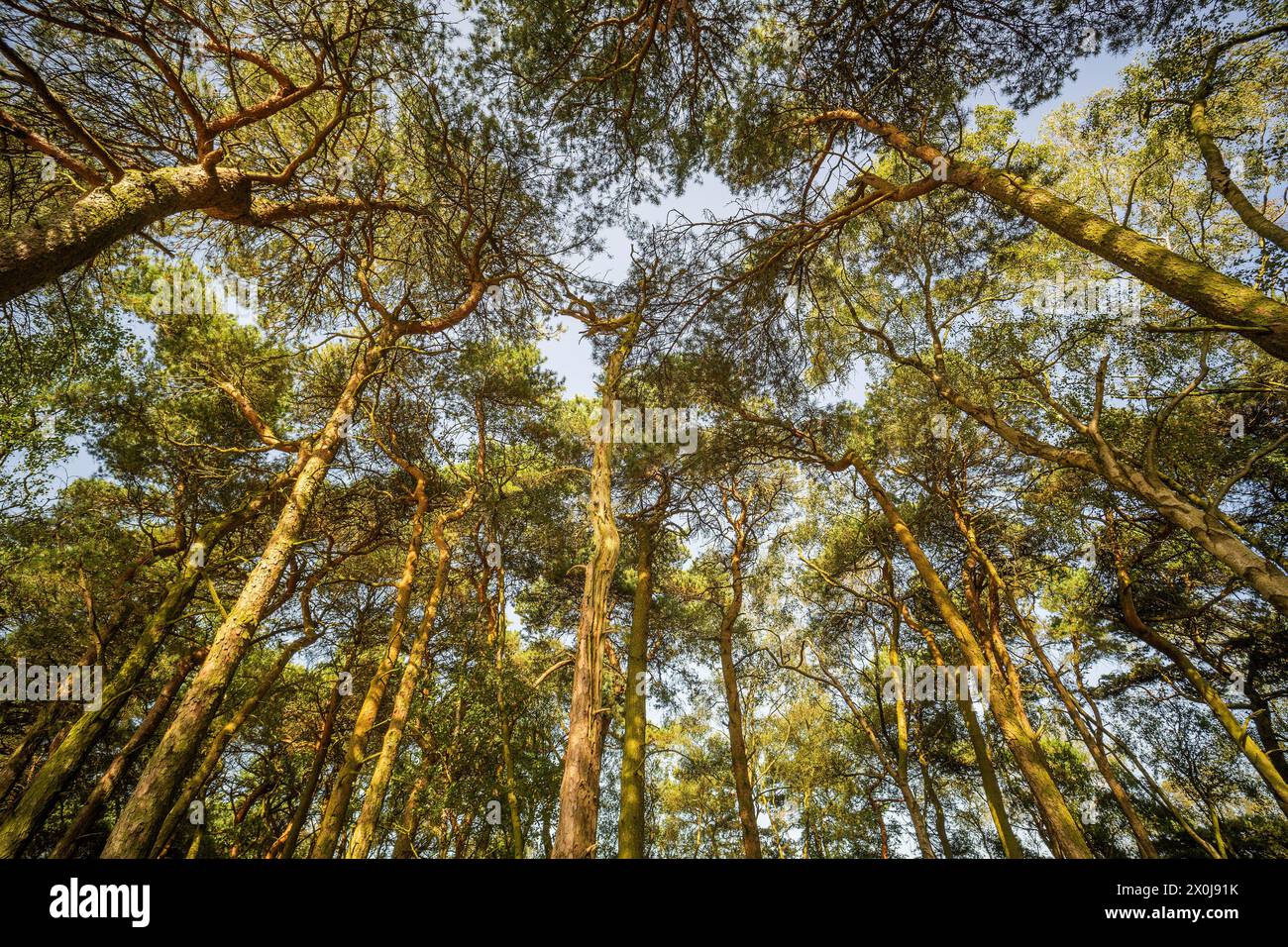 lickey hills country park west midlands england uk Stock Photo - Alamy