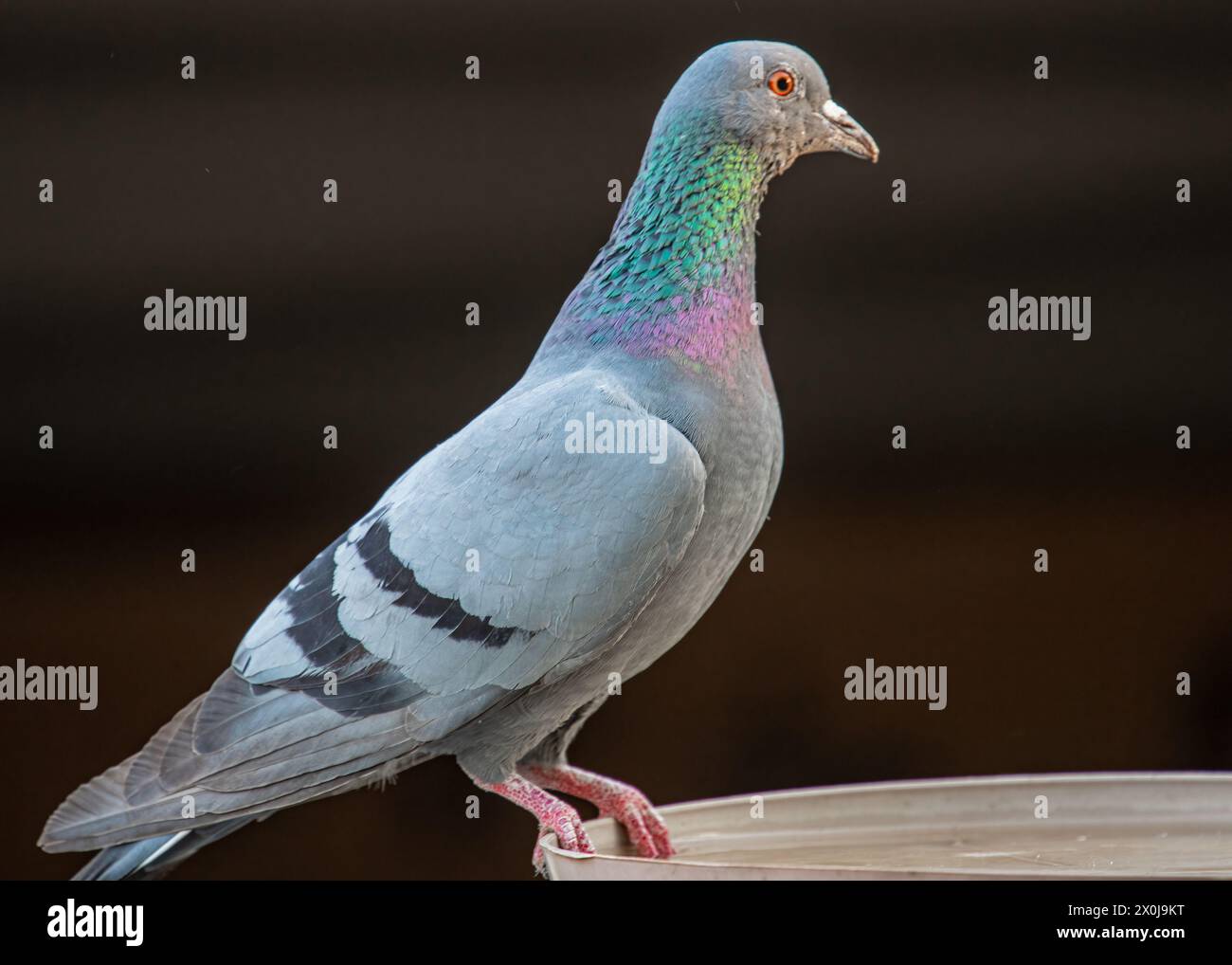 Feral pigeon young hi-res stock photography and images - Alamy