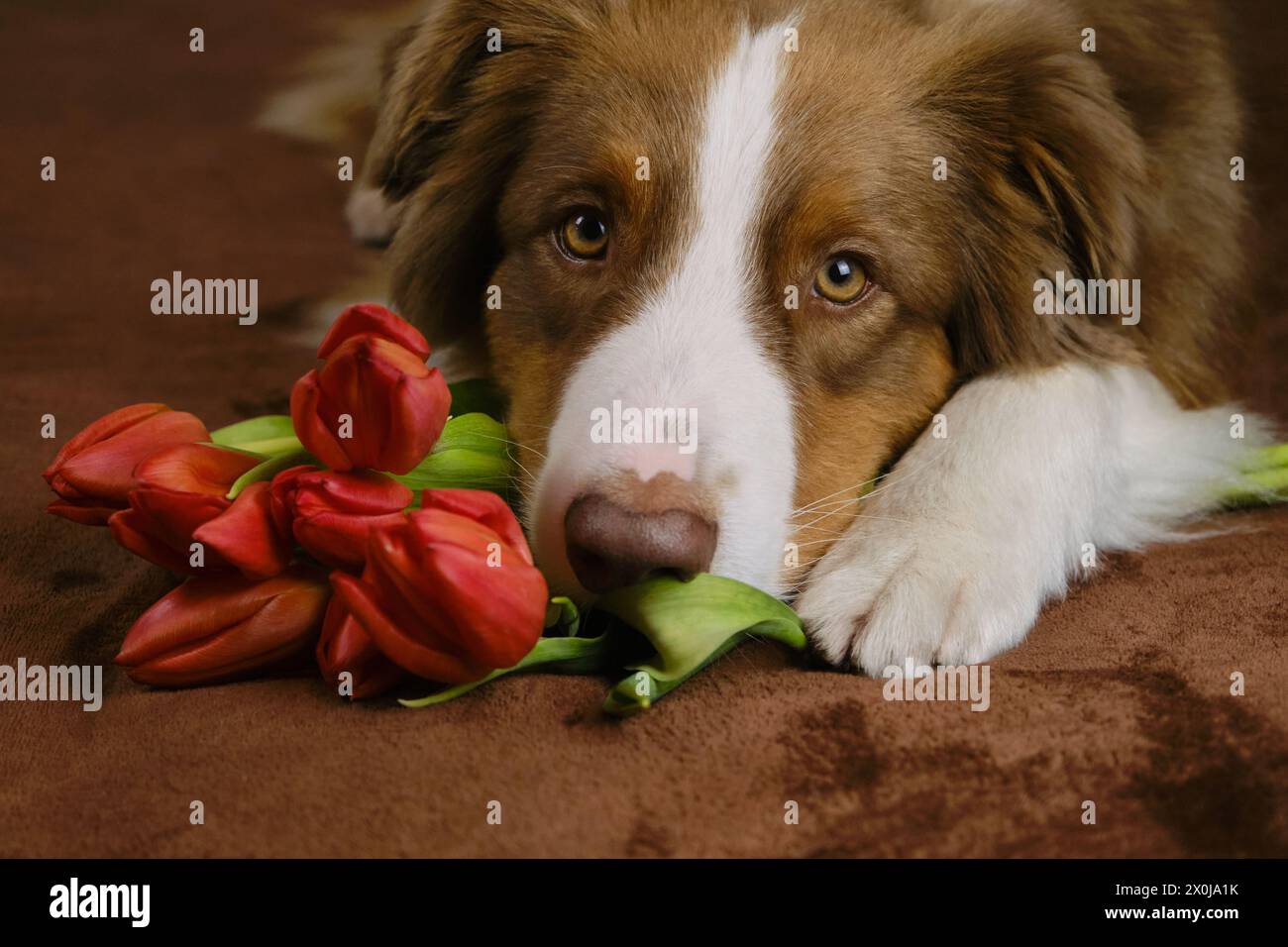 A charming Australian Shepherd lies at home on a brown blanket with a ...
