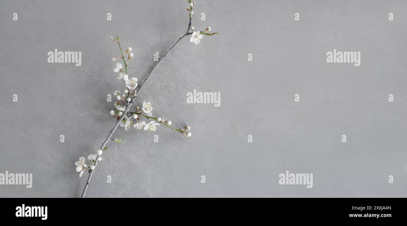 Blossom branch of a cherry tree on a gray background hi-res stock ...