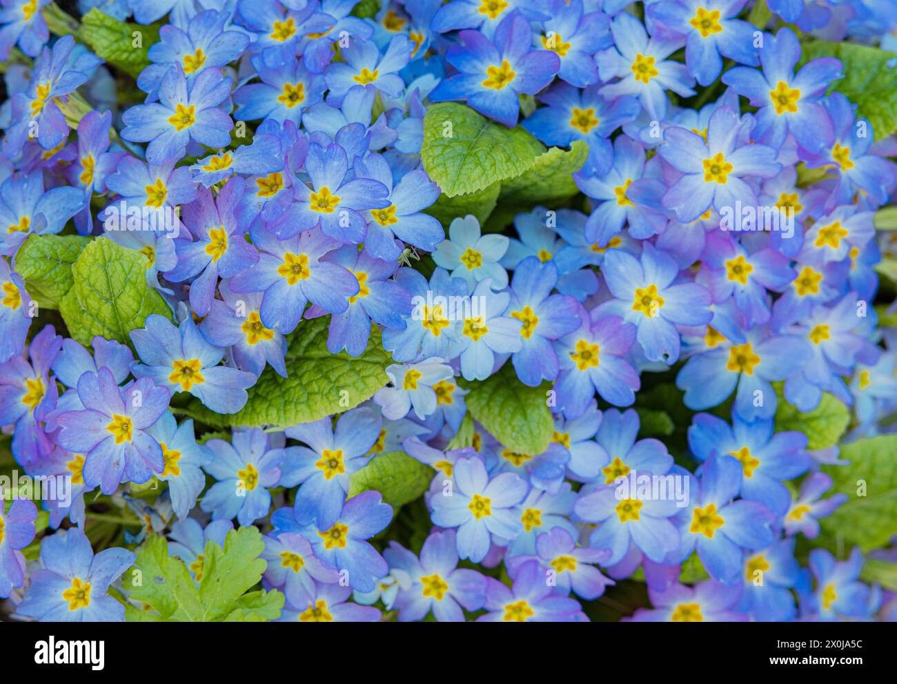 Close-up of blue forget-me-nots Stock Photo - Alamy