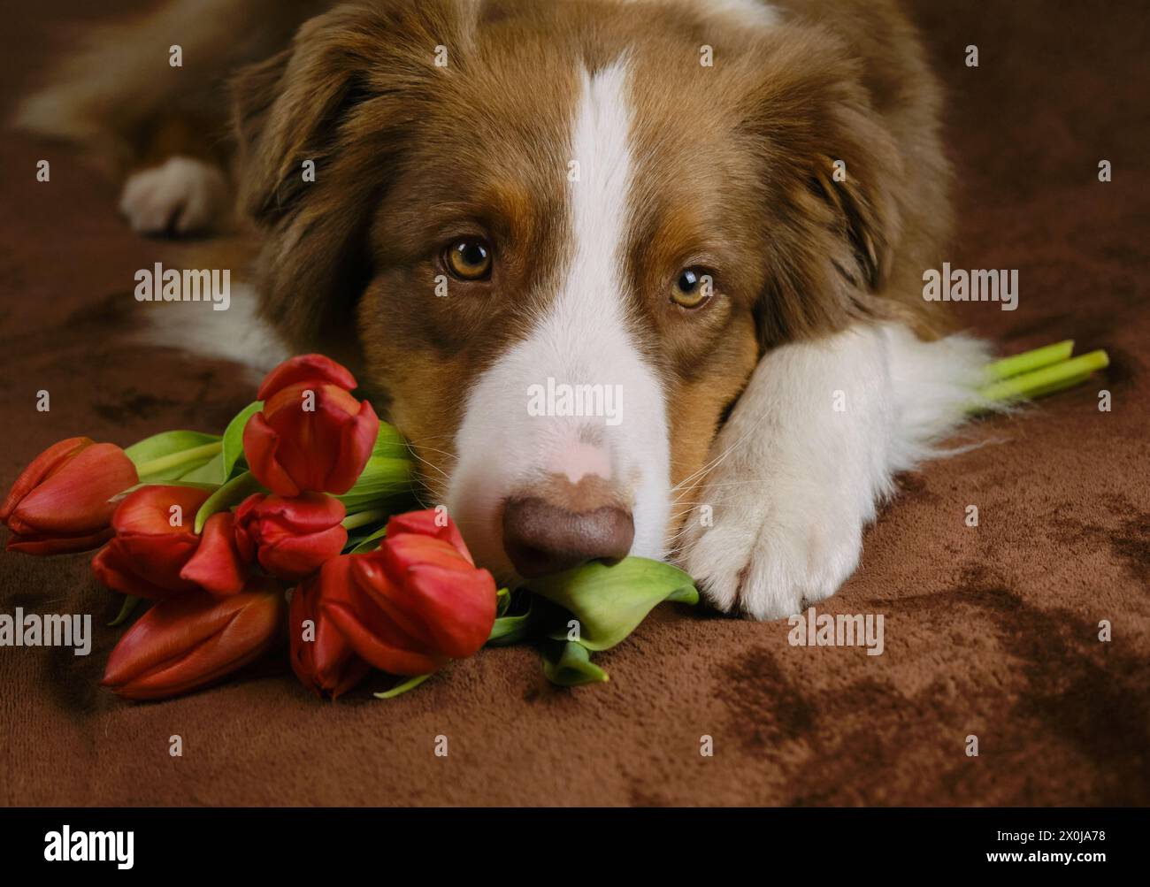 A charming Australian Shepherd lies at home on a brown blanket with a ...