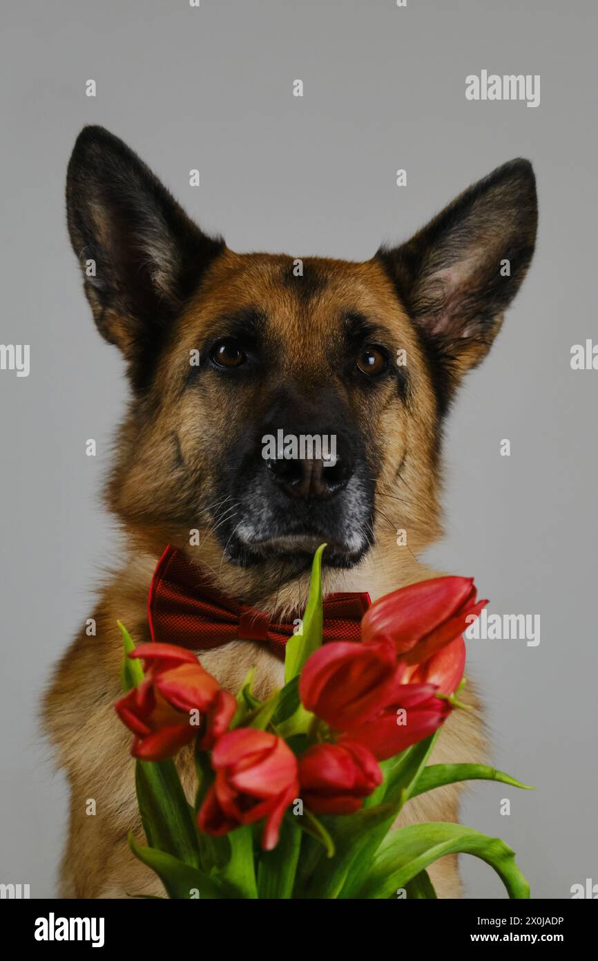 A charming German Shepherd poses with a bouquet of spring red flowers ...
