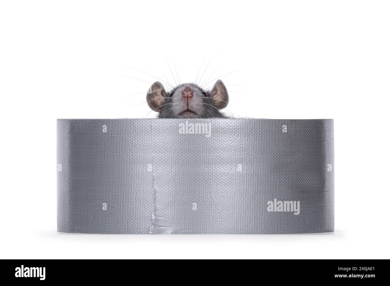 Cute young blue rat sitting in a laying down roll grey tape. Peeping ...