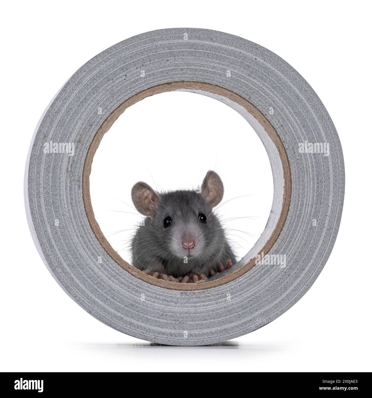Cute young blue rat sitting in a standing roll grey tape. Peeping over ...