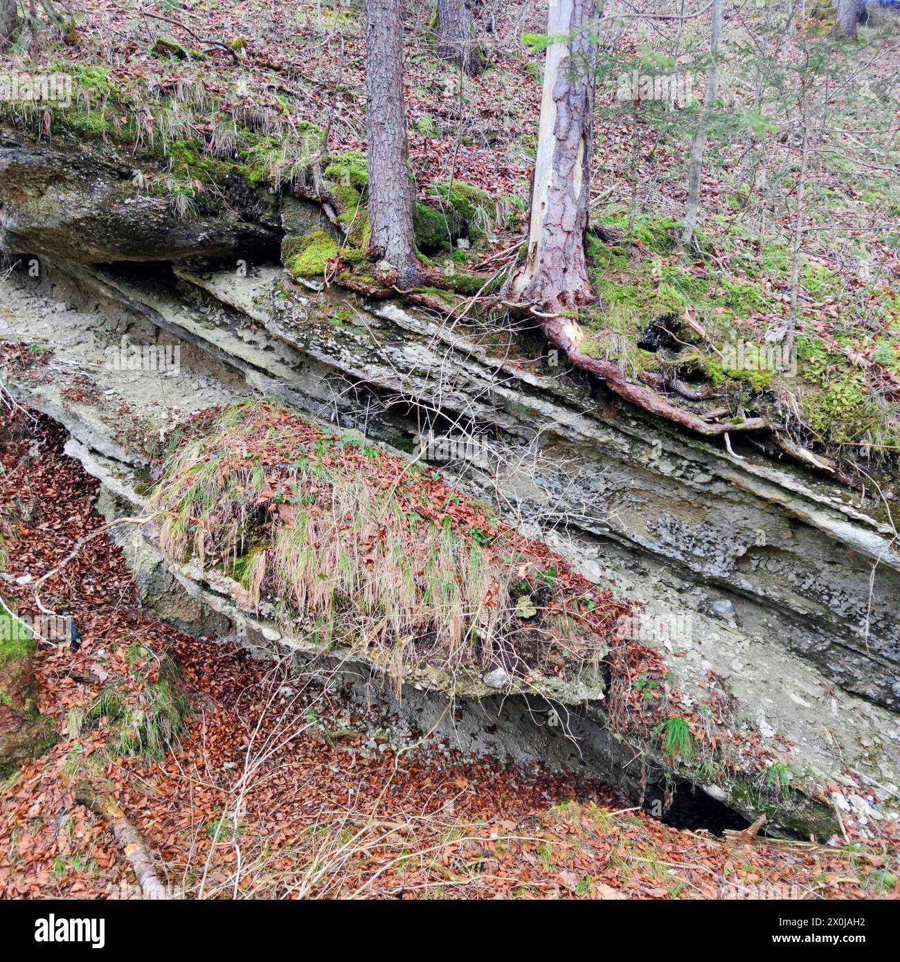 Geological outcrop near the shore in the Upper Isar Valley between ...