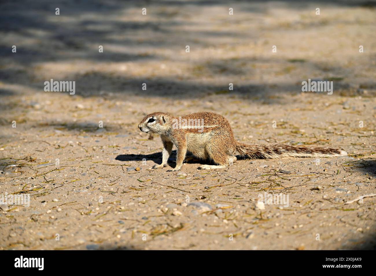 African squirrel in the Kalahari desert Stock Photo - Alamy