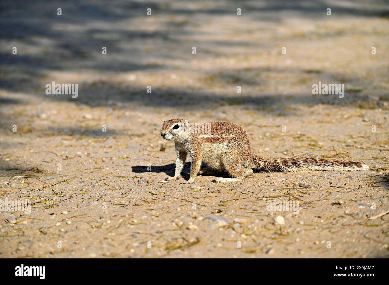 African squirrel in the Kalahari desert Stock Photo - Alamy