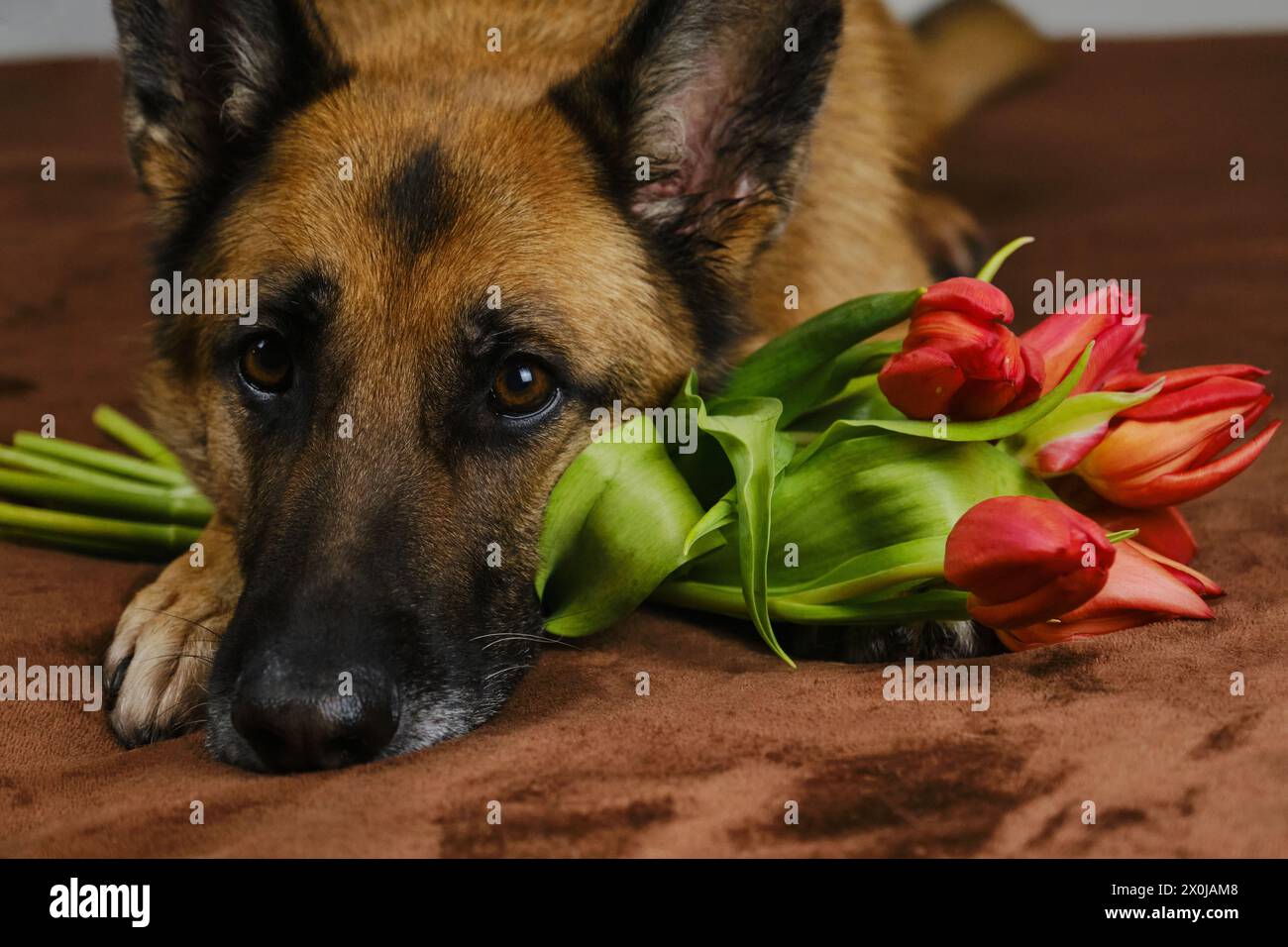 A charming German Shepherd lies at home on a brown blanket with a ...