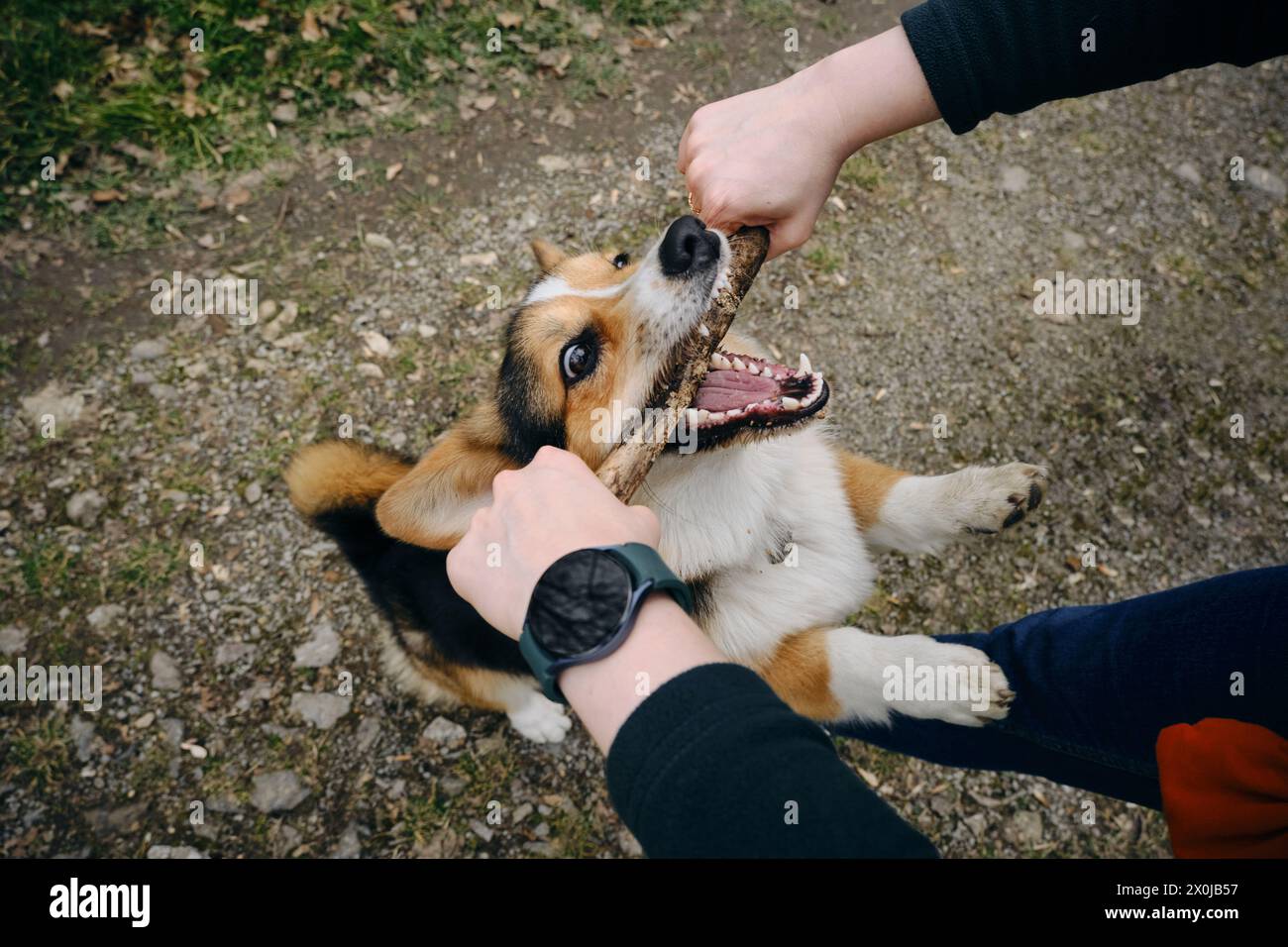 A happy corgi dog stands on its hind legs, playfully holding a stick in ...