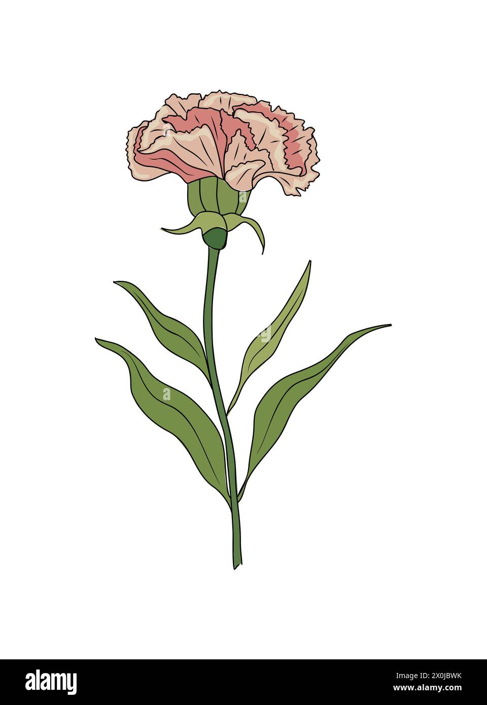 Carnation January Birth month flower vector art Stock Vector Image ...