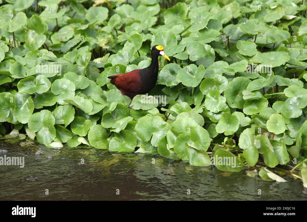 Northern Jacana, Jacana spinosa, Jacanidae, Charadriiformes. Tortuguero ...