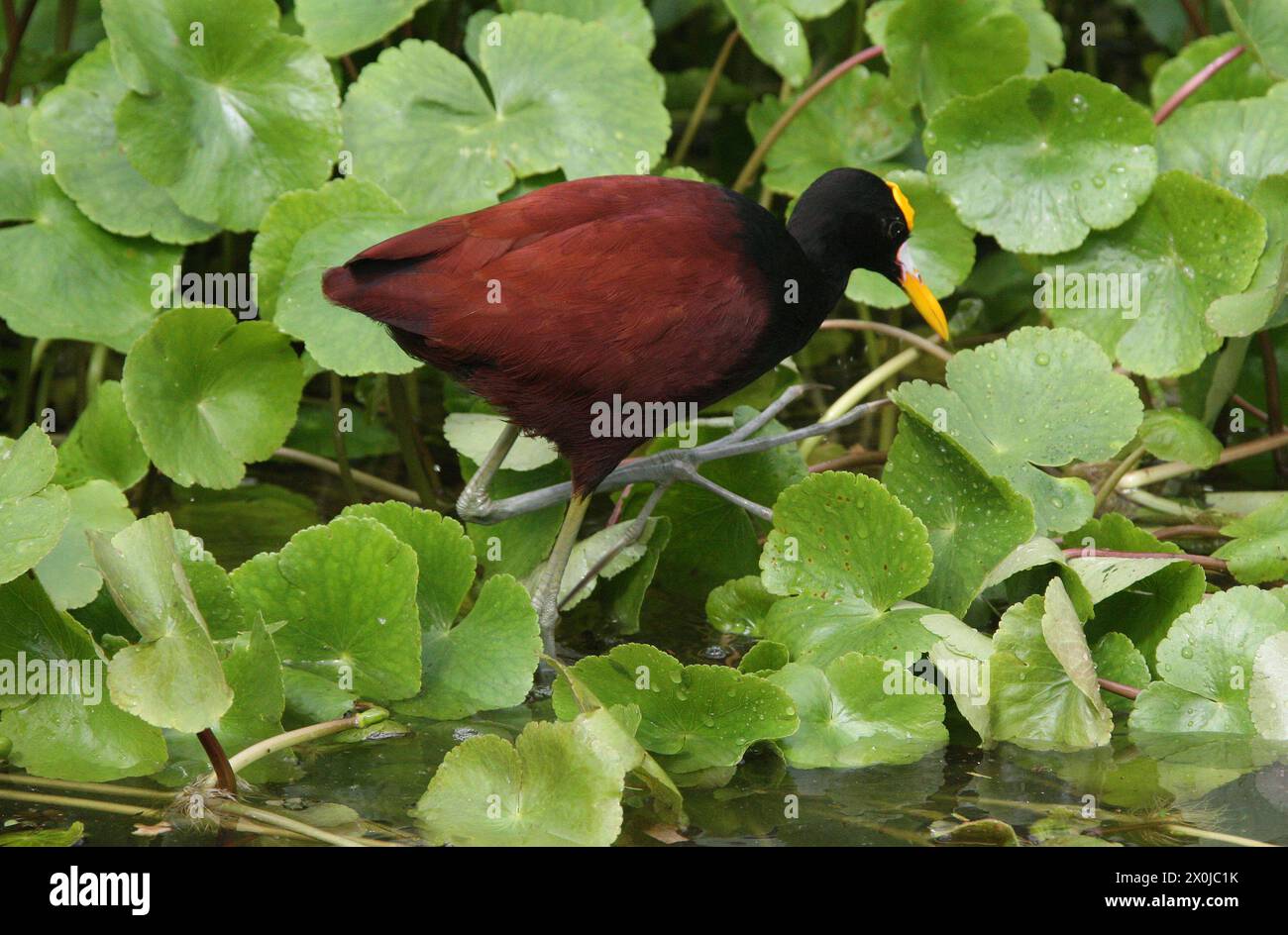 Northern Jacana, Jacana spinosa, Jacanidae, Charadriiformes. Tortuguero ...