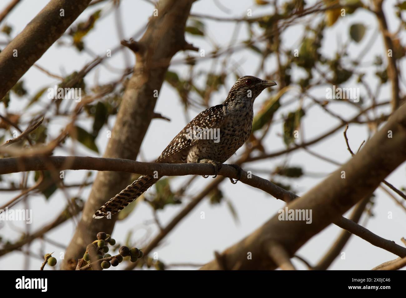 Asian emerald cuckoo hi-res stock photography and images - Alamy