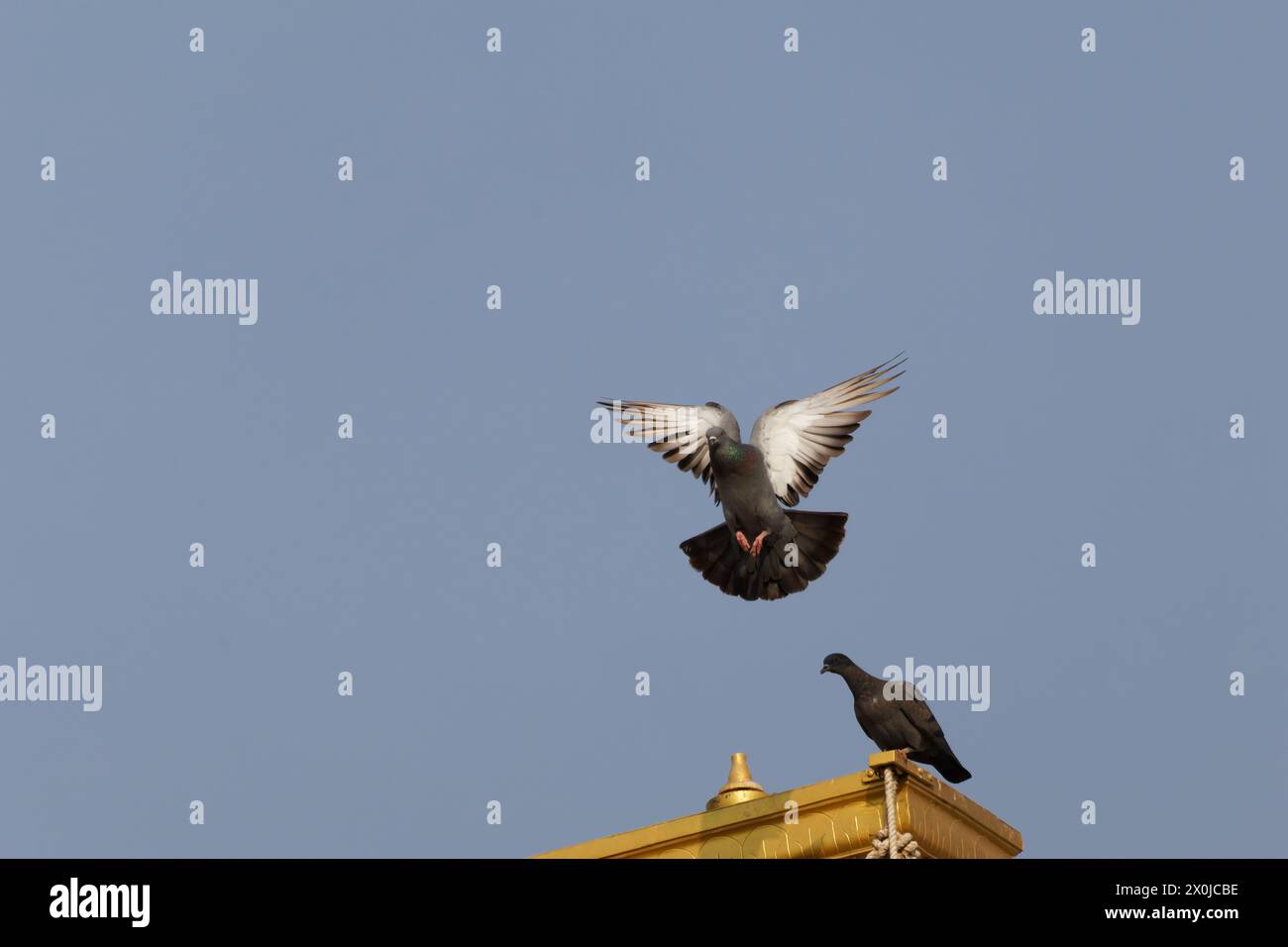 Common pigeon in flight Stock Photo - Alamy