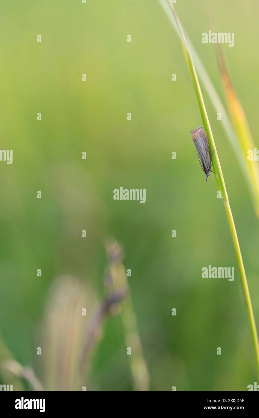 small insect on a blade of grass Stock Photo - Alamy