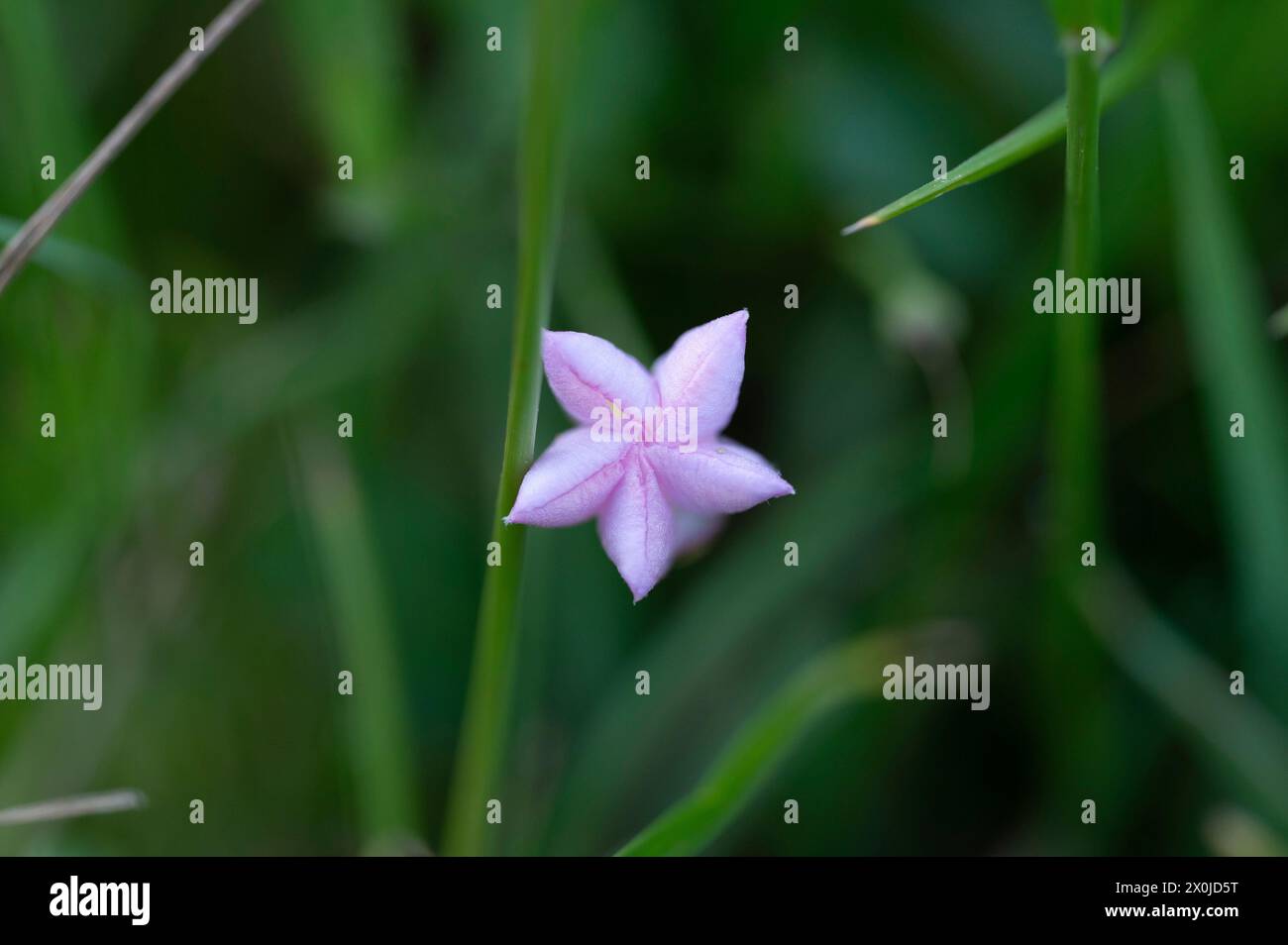 Delicate pattern of pink hi-res stock photography and images - Alamy