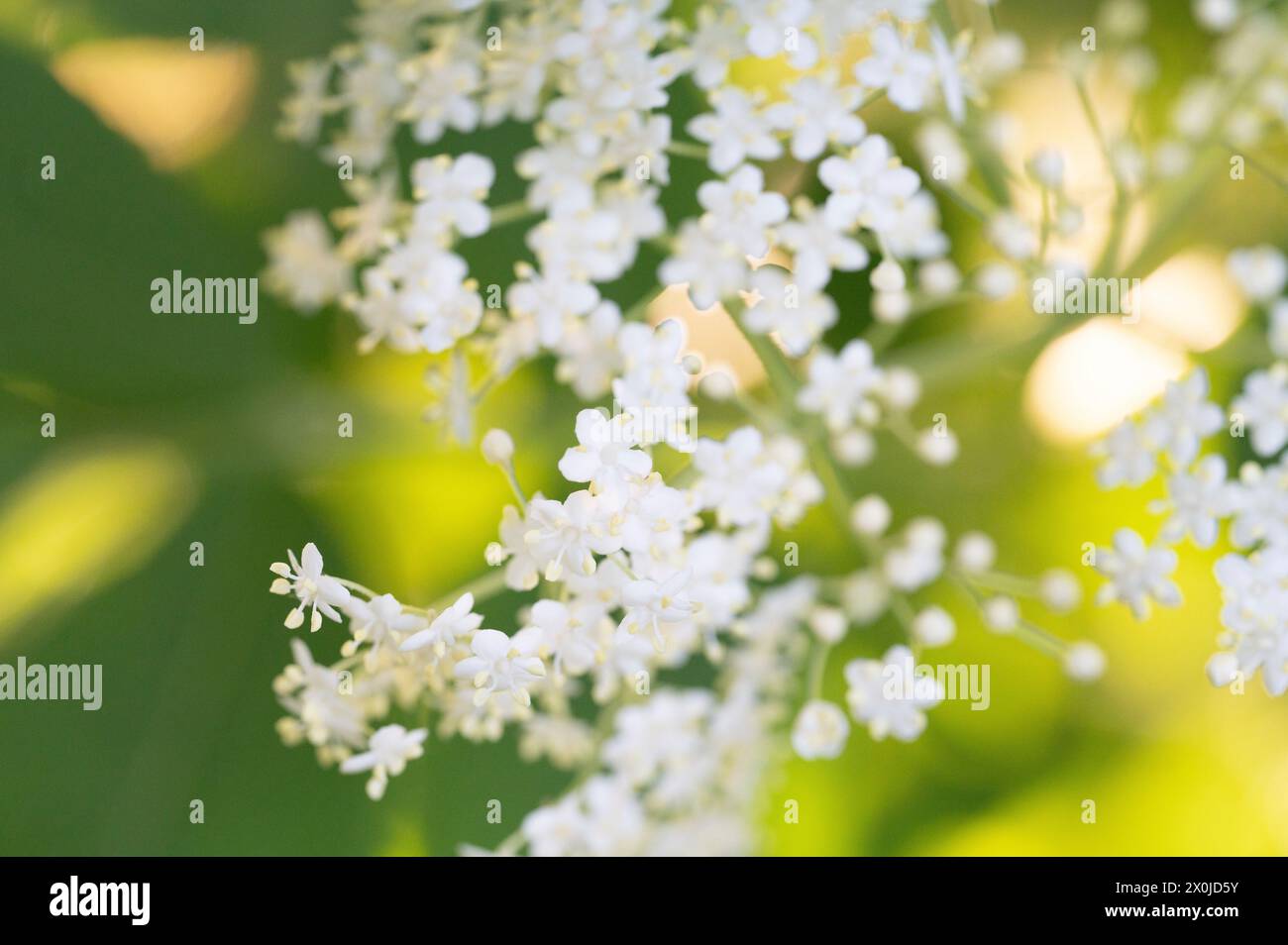 White splendor of flowers Stock Photo - Alamy