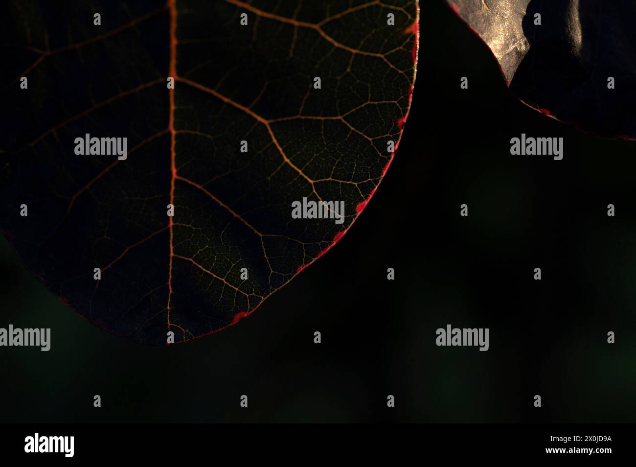 Leaf with red veins Stock Photo - Alamy