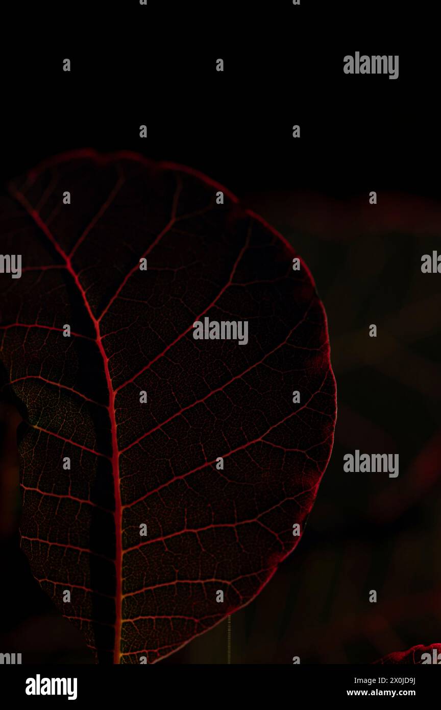 Leaf with red veins Stock Photo - Alamy