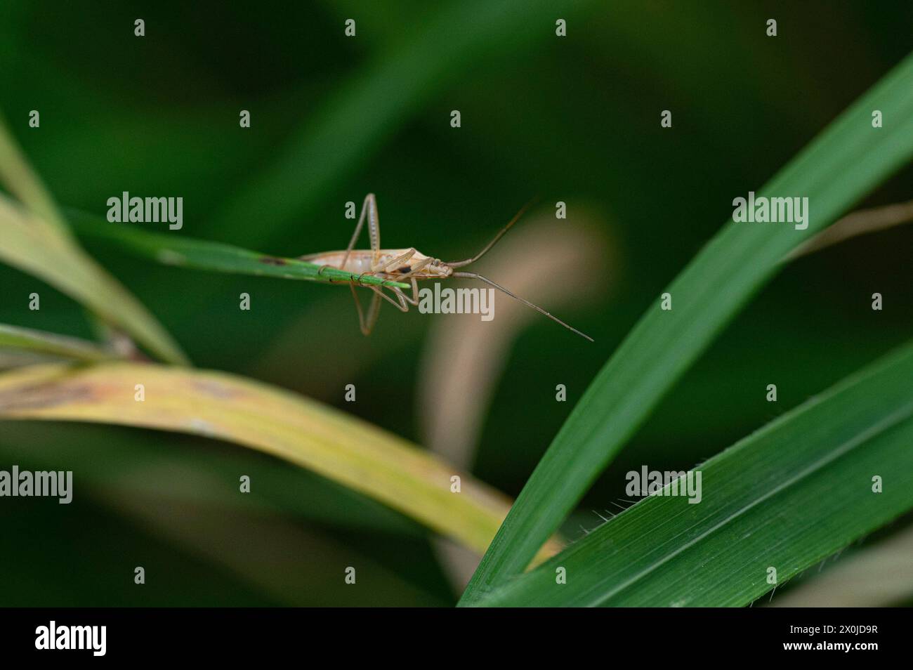 Flying insect on a stalk before take-off Stock Photo - Alamy