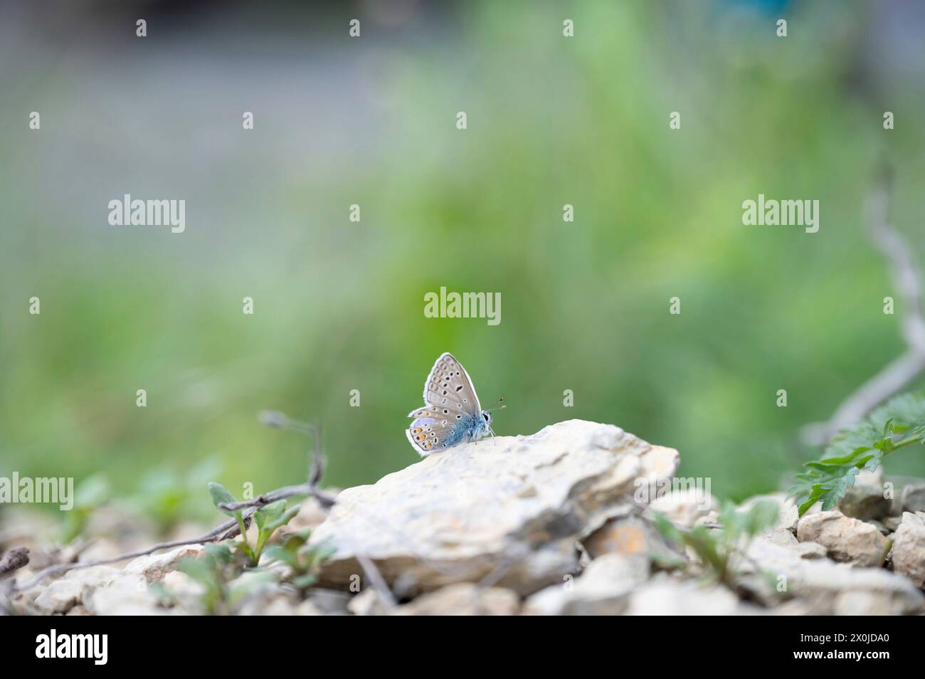 Blue butterfly sideways on a stone Stock Photo - Alamy
