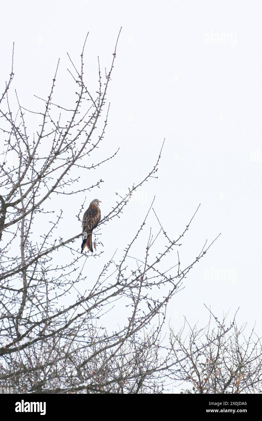 Kite in tree hi-res stock photography and images - Alamy