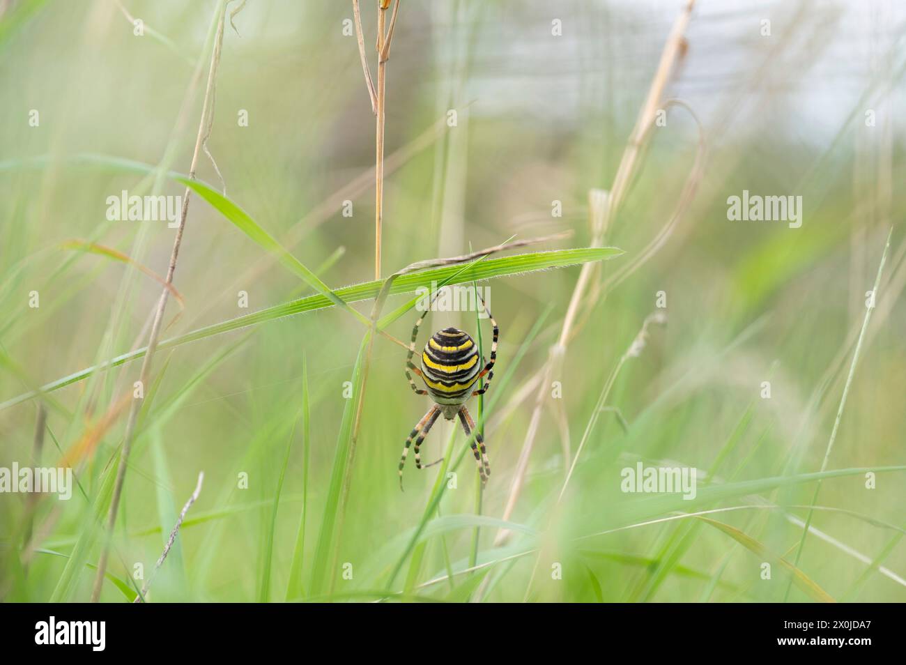 Spider in grass hi-res stock photography and images - Alamy