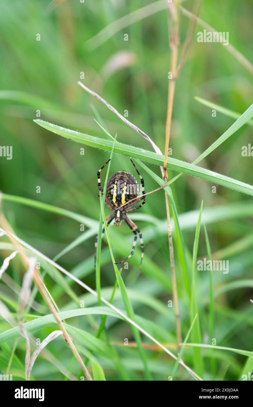 Underside of a wasp spider in the grass hi-res stock photography and ...