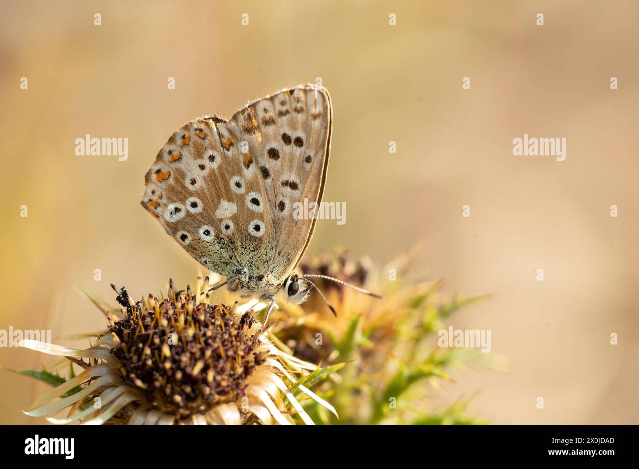 Temperate butterfly hi-res stock photography and images - Alamy