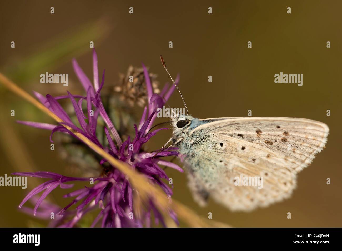 Lateral wing hi-res stock photography and images - Alamy