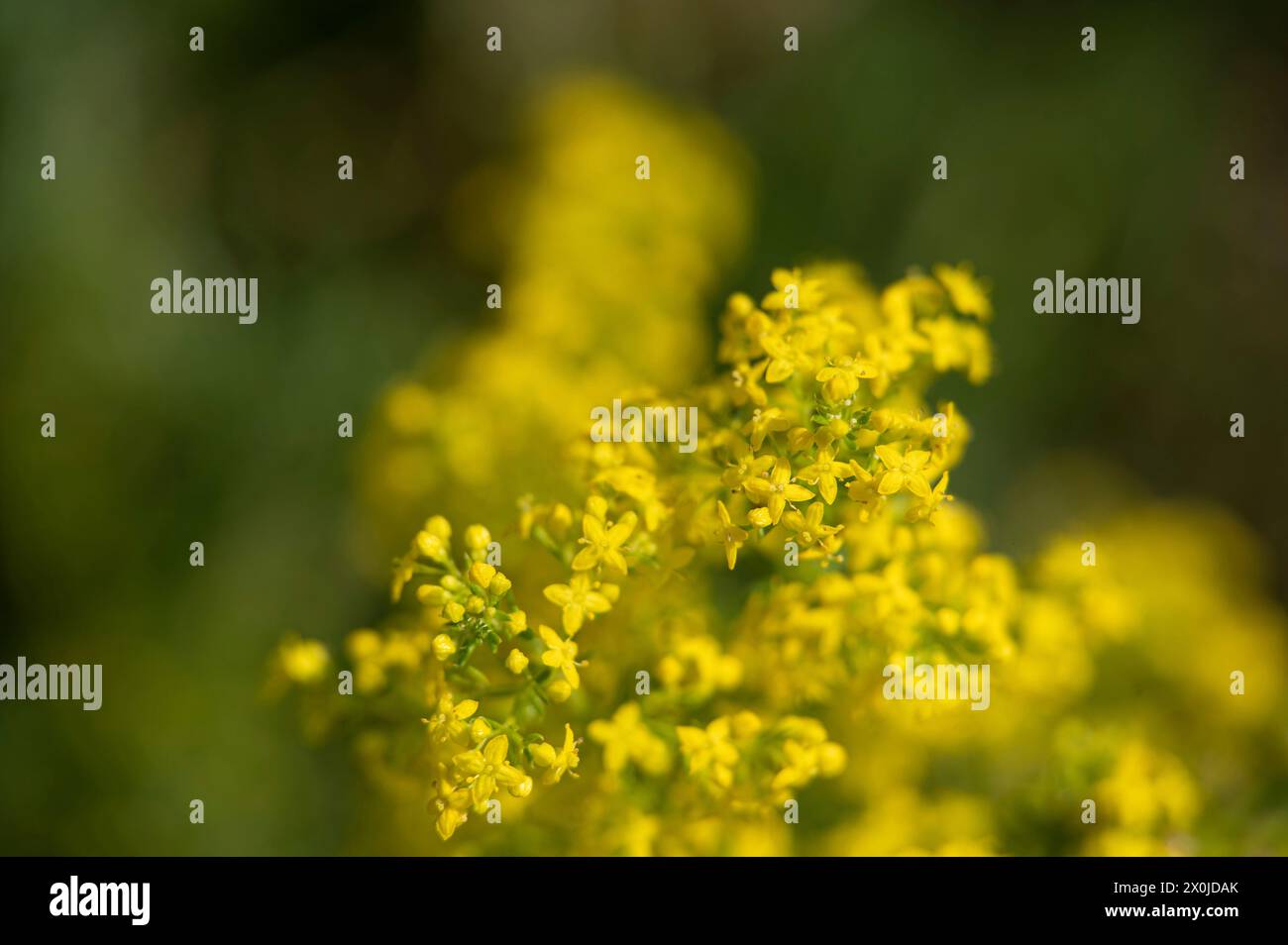 Yellow wild flowers hi-res stock photography and images - Alamy
