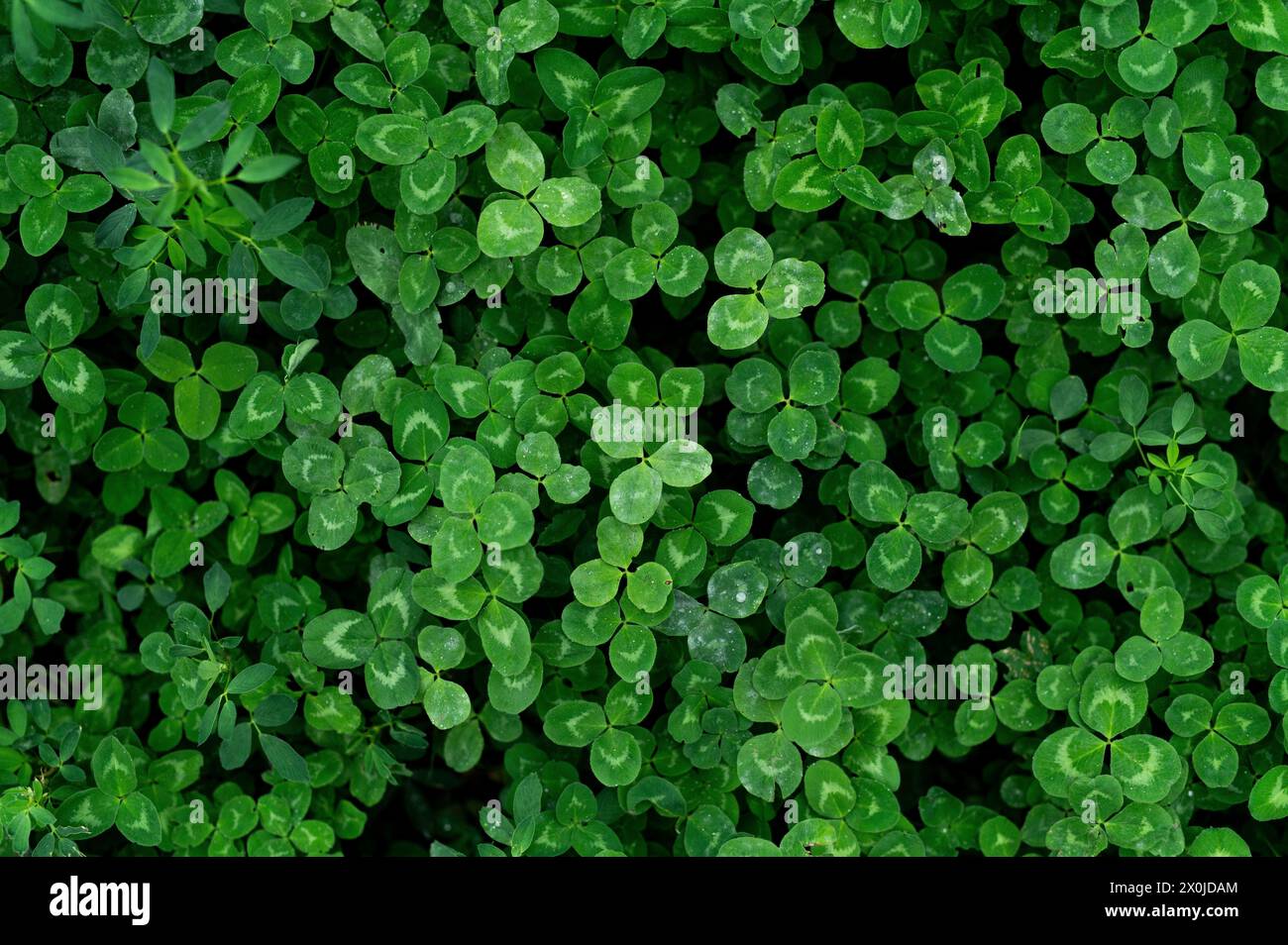 Carpet clover hi-res stock photography and images - Alamy