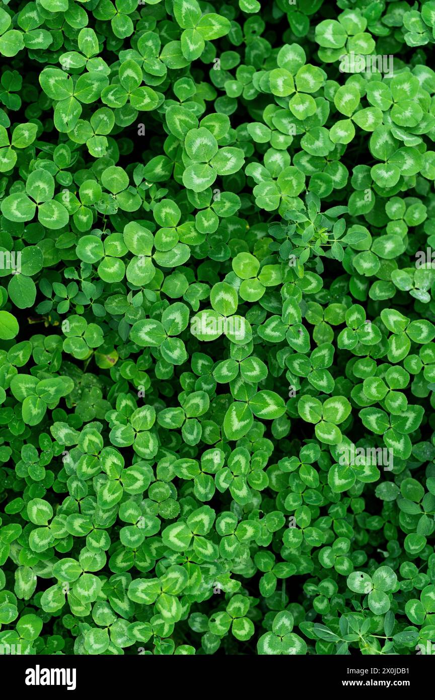 Clover carpet hi-res stock photography and images - Alamy