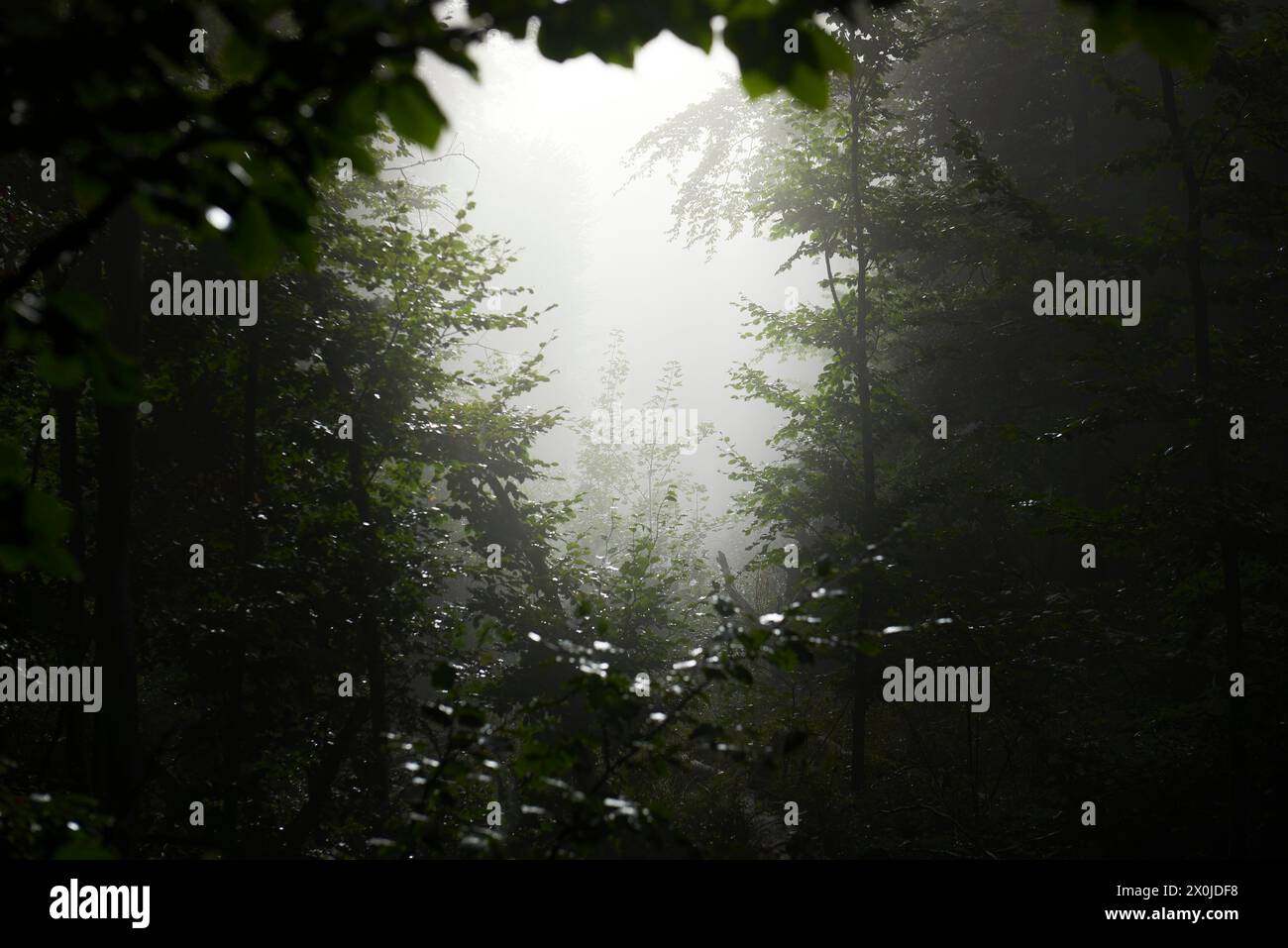 trees, view, opening, cloud forest Stock Photo - Alamy