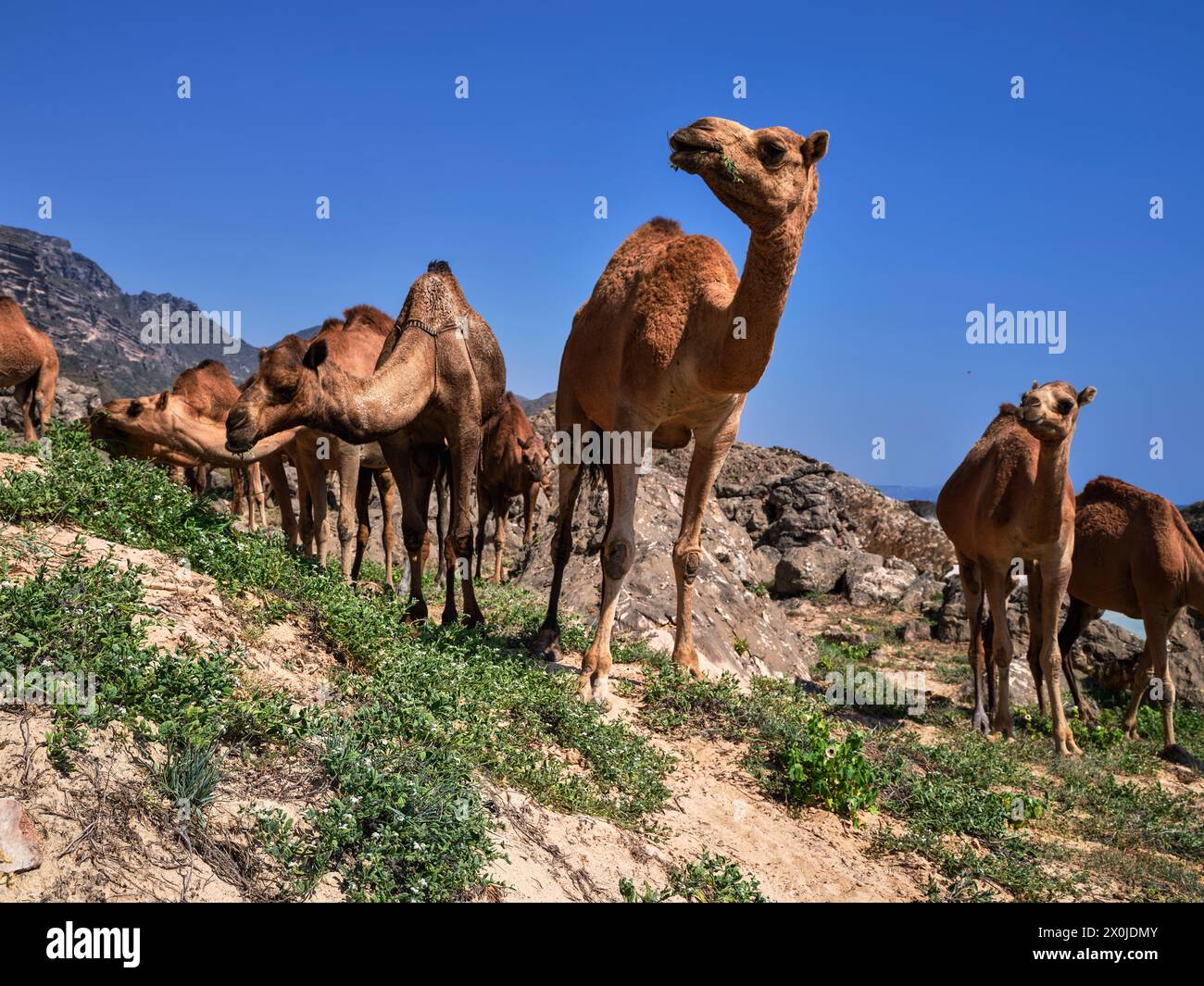 Oman, Salala, dromedaries from the Dhofar Mountains on the way down to ...