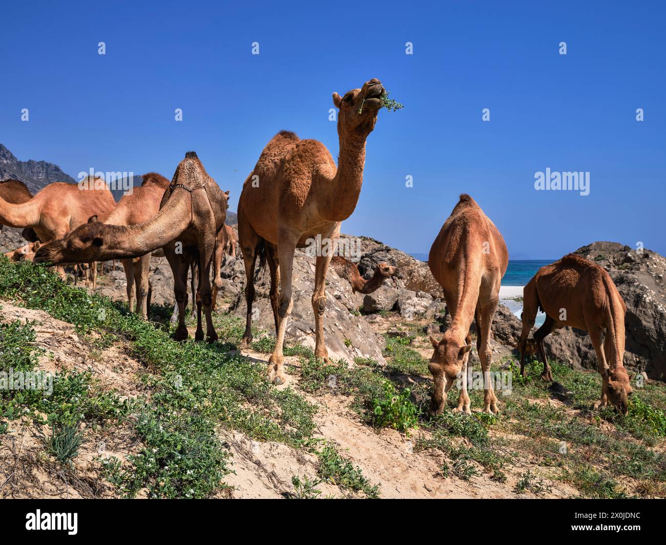 Oman, Salala, dromedaries from the Dhofar Mountains on the way down to ...