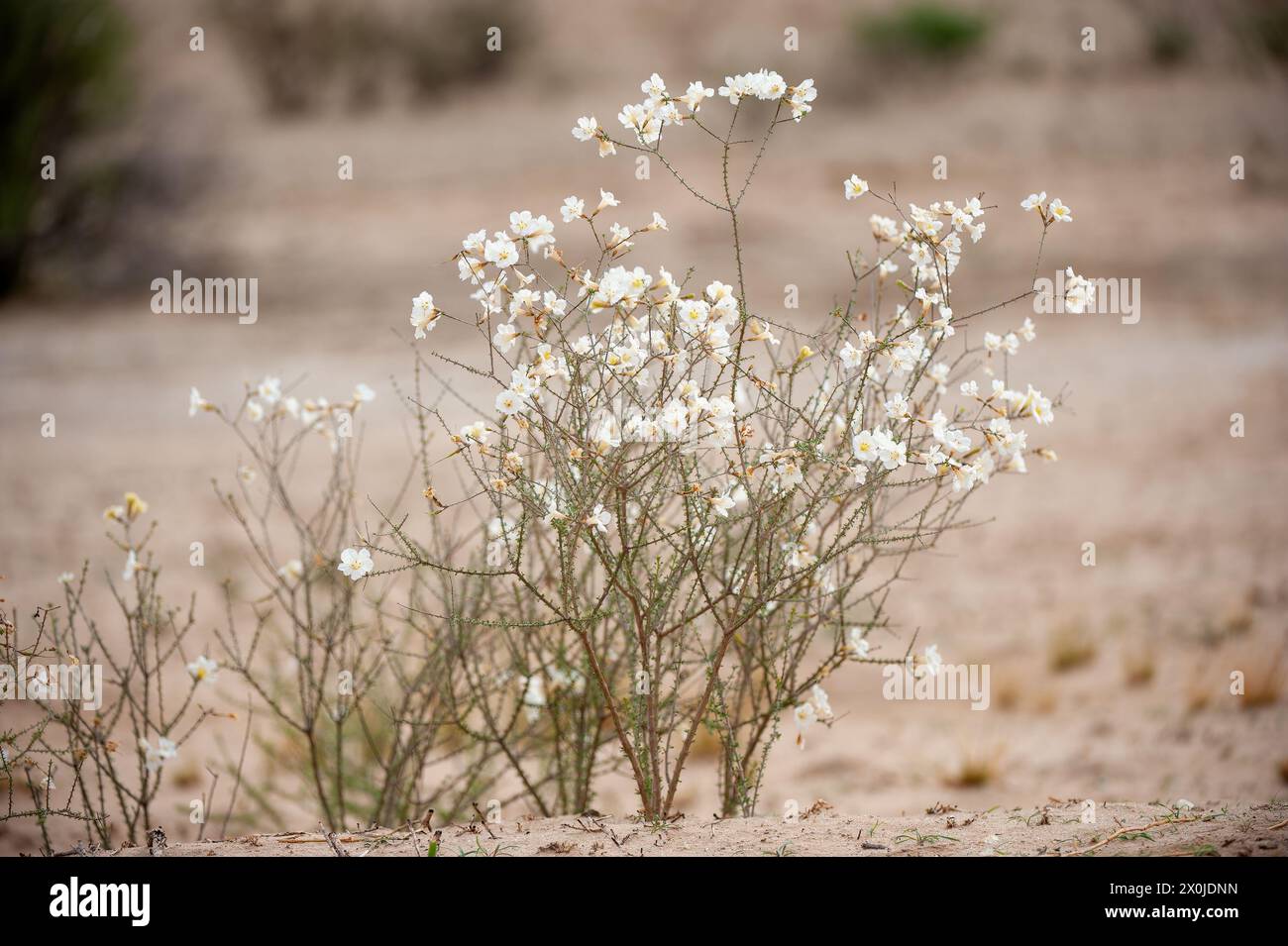 Three-thorn ( Rhigozum trichotomum ) Kgalagadi Transfrontier Park ...