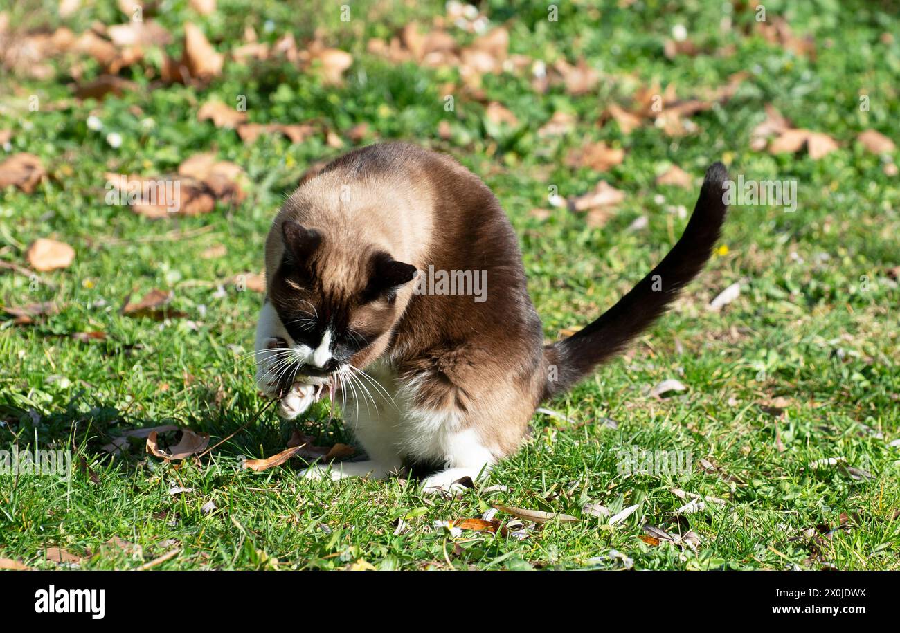 siamese cat biting a mouse in a garden Stock Photo - Alamy