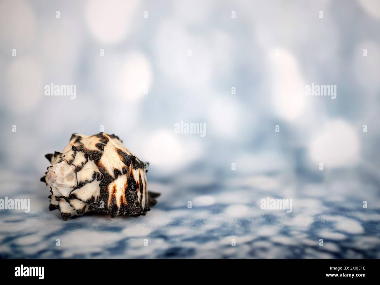 beautiful sheefish in front of blue background Stock Photo - Alamy