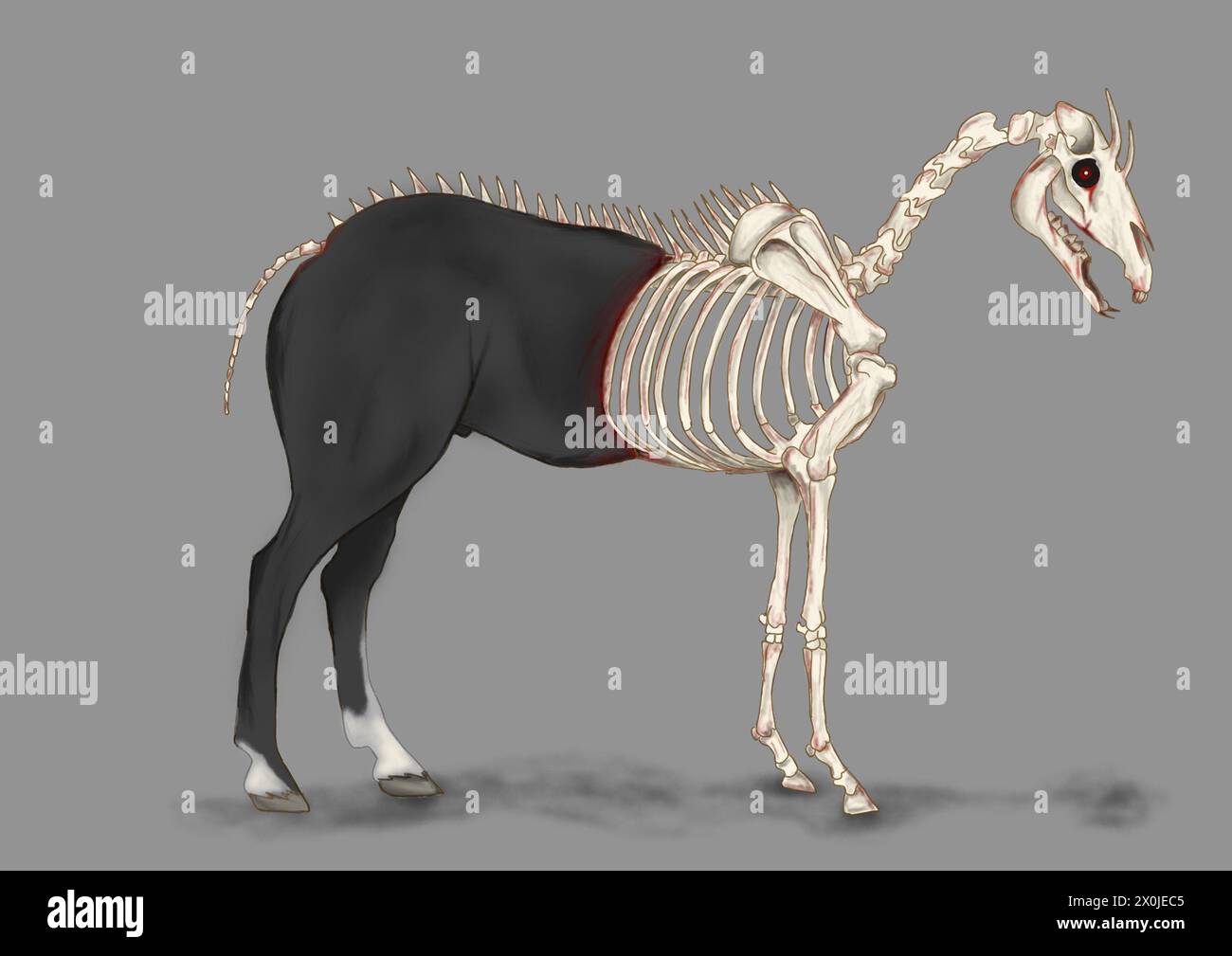 Skeleton horse illustration Stock Photo - Alamy